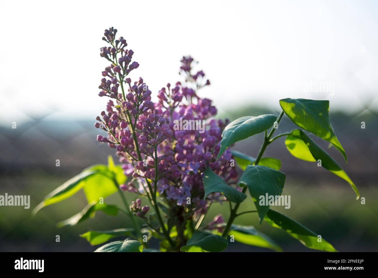 A bunch of lilac bloomed in early spring in early May Stock Photo - Alamy