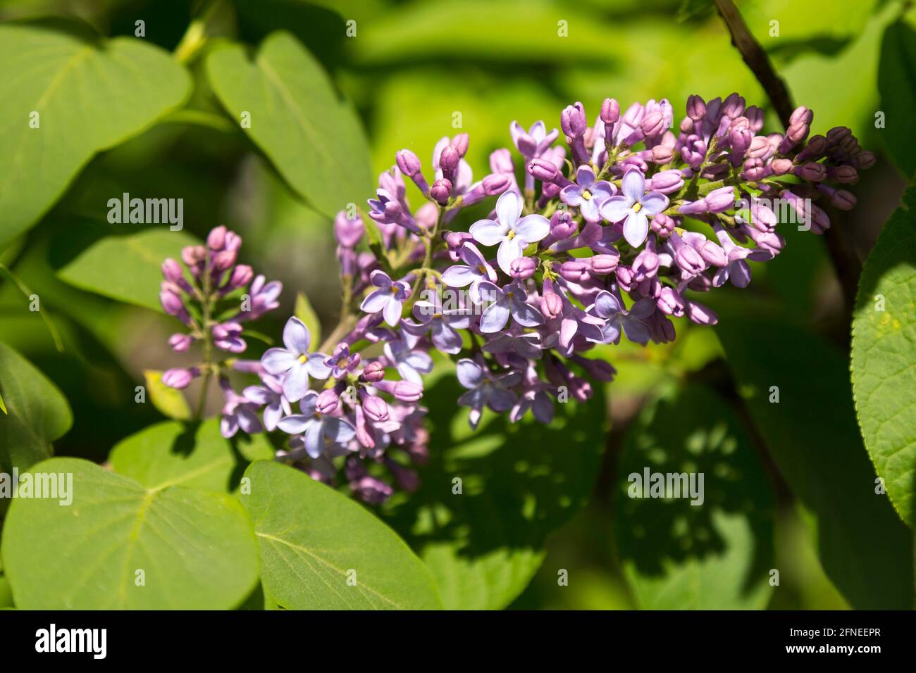 A bunch of lilac bloomed in early spring in early May Stock Photo - Alamy