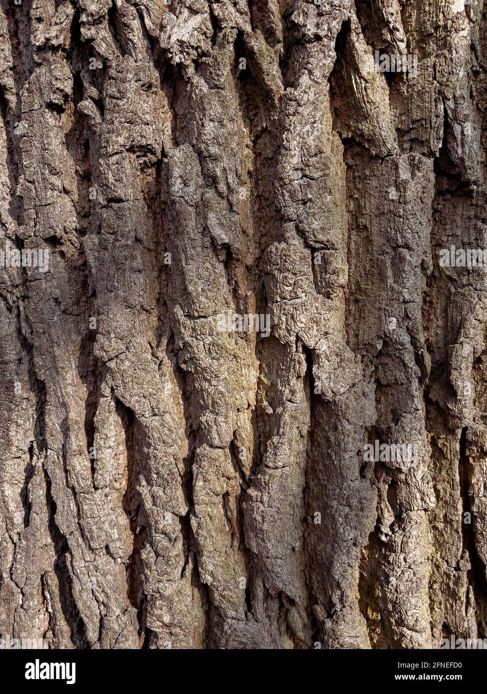 Embossed texture of the bark of tree. Pattern of natural tree bark ...