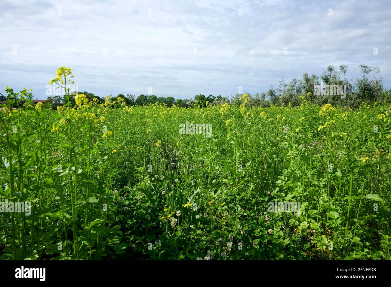 Calino (Bs), Italy, a cultivation of the mustard coltivazione della ...