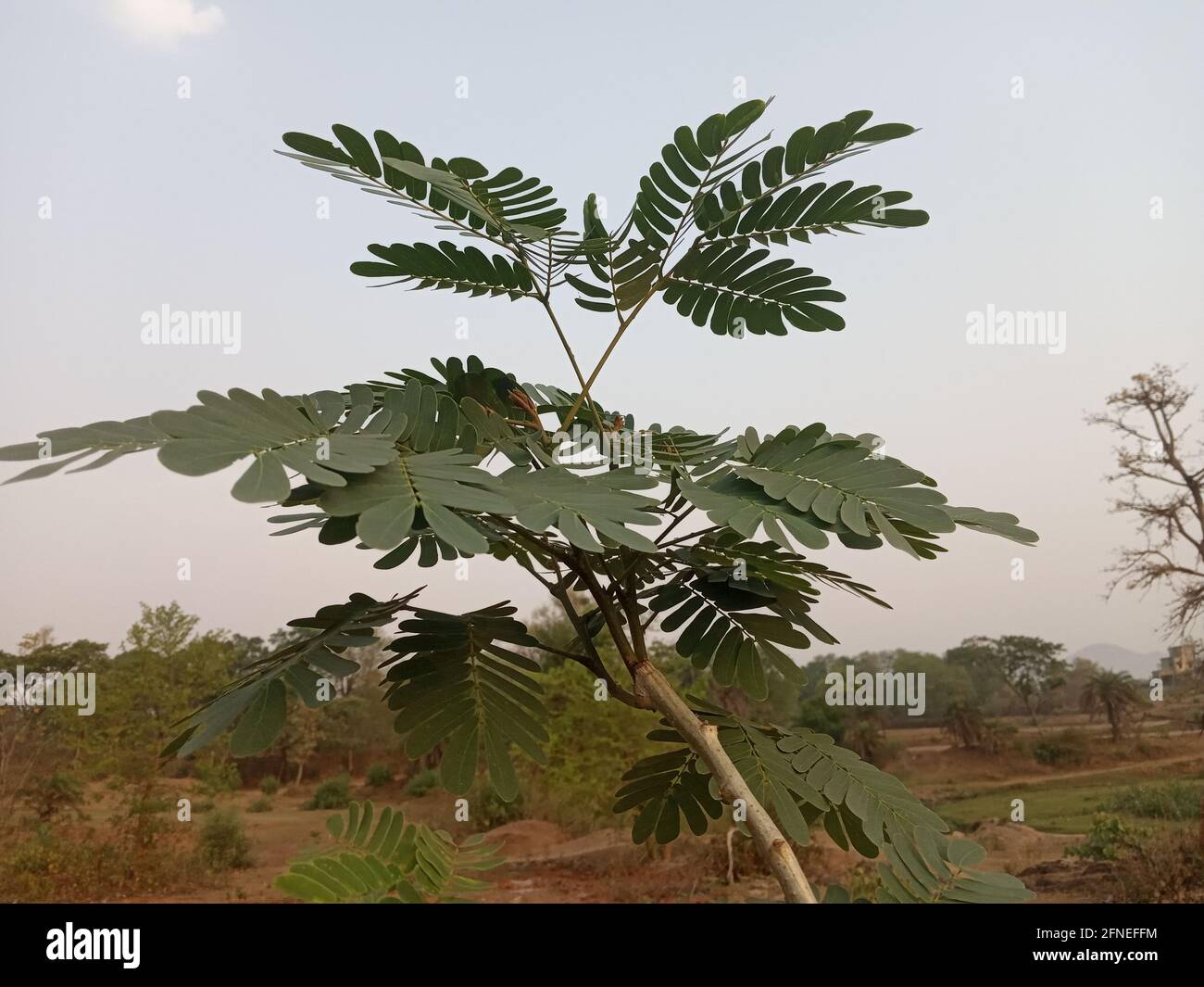 Broome raintree hi-res stock photography and images - Alamy