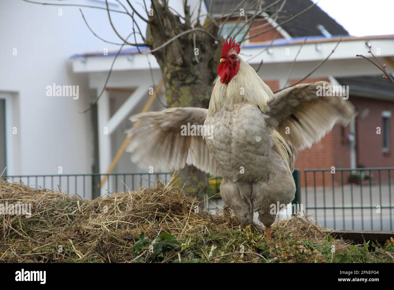Chicken flapping wings hi-res stock photography and images - Alamy