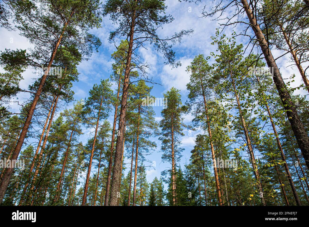 Finnish pine forest finland hi-res stock photography and images - Alamy