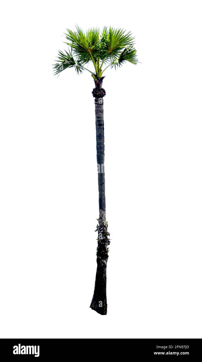 woodland isolated on white background Stock Photo - Alamy