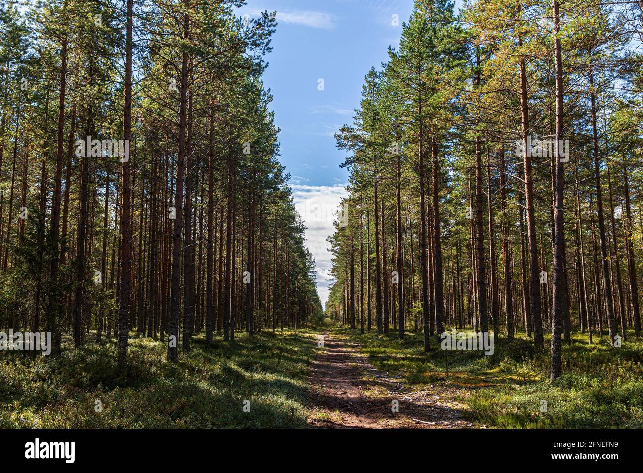 Finnish pine forest finland hi-res stock photography and images - Alamy
