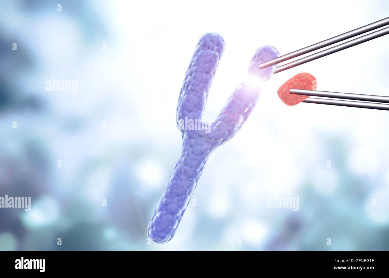 Replacing a damaged Y chromosome section. Genetic engineering, GMO ...