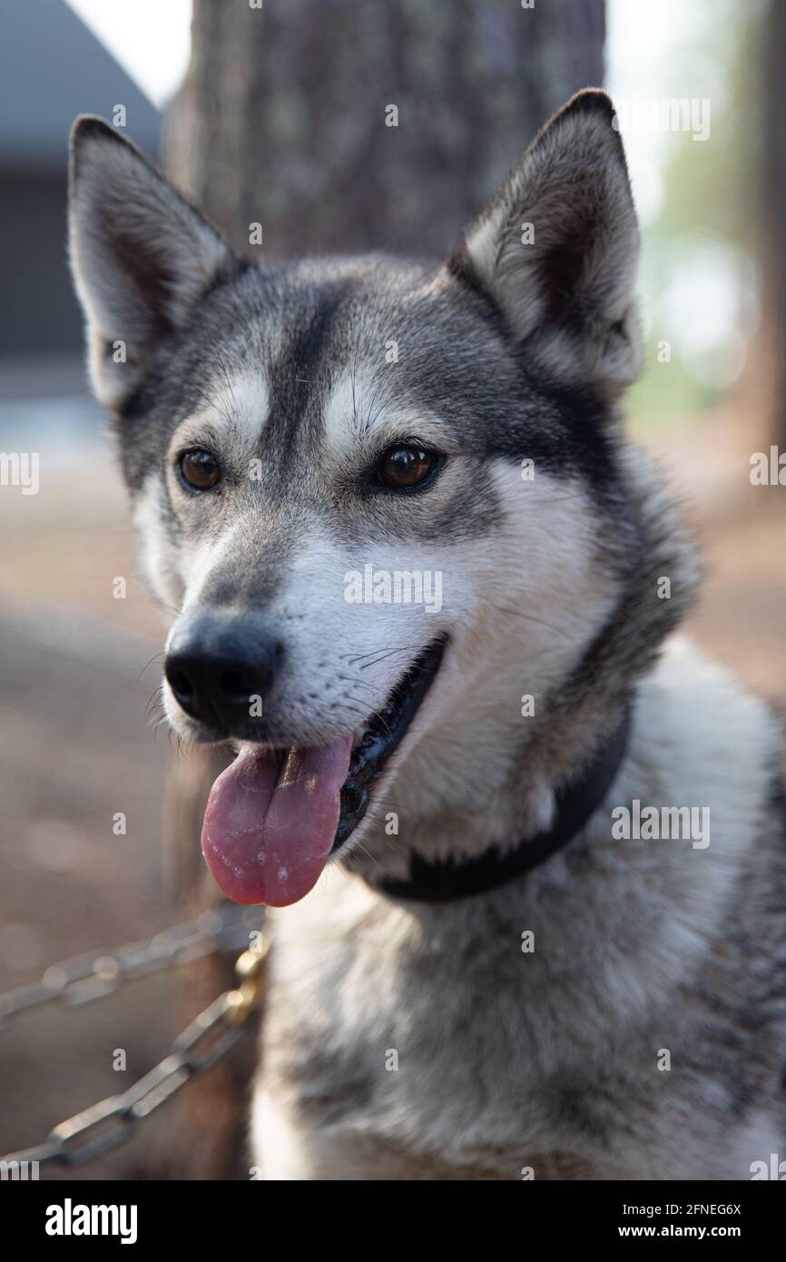 National dog of finland hi-res stock photography and images - Alamy