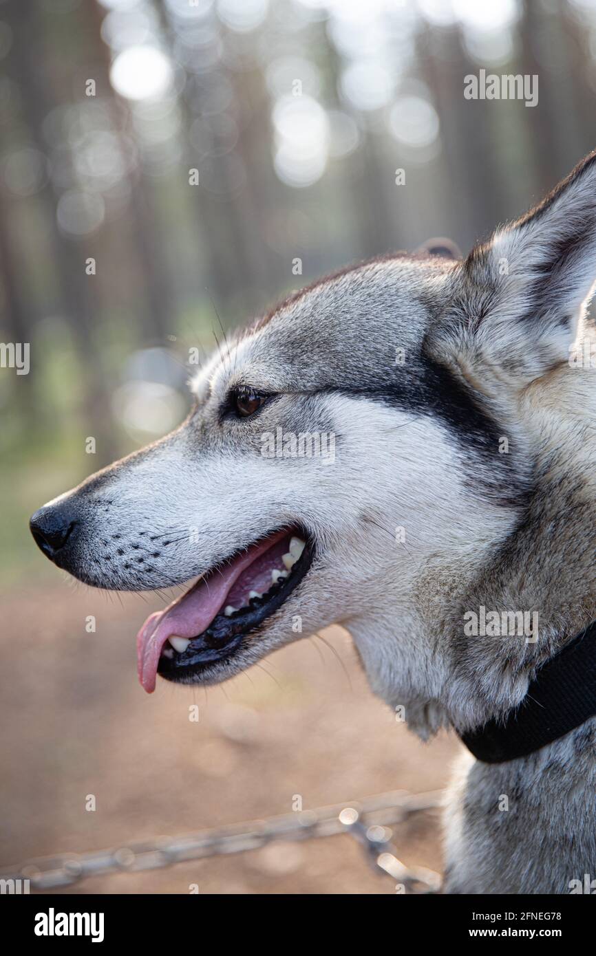 National dog of finland hi-res stock photography and images - Alamy