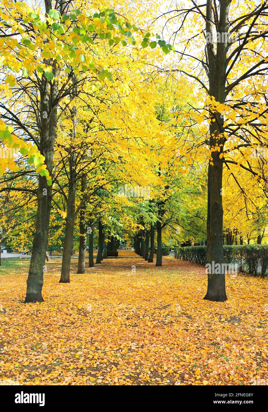 Grove of lindens hi-res stock photography and images - Alamy