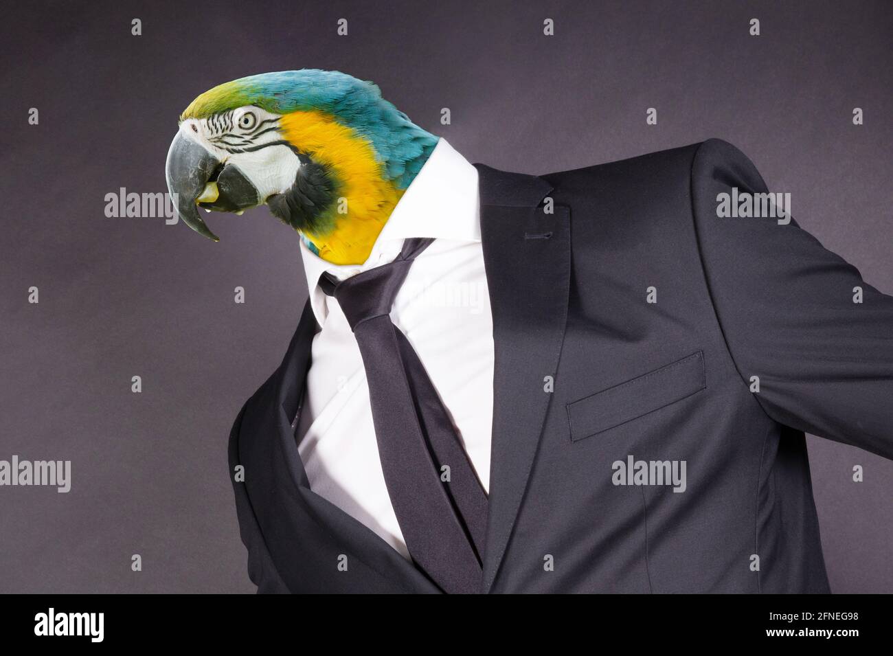 Parrot head in a black suit, isolated on black Stock Photo - Alamy