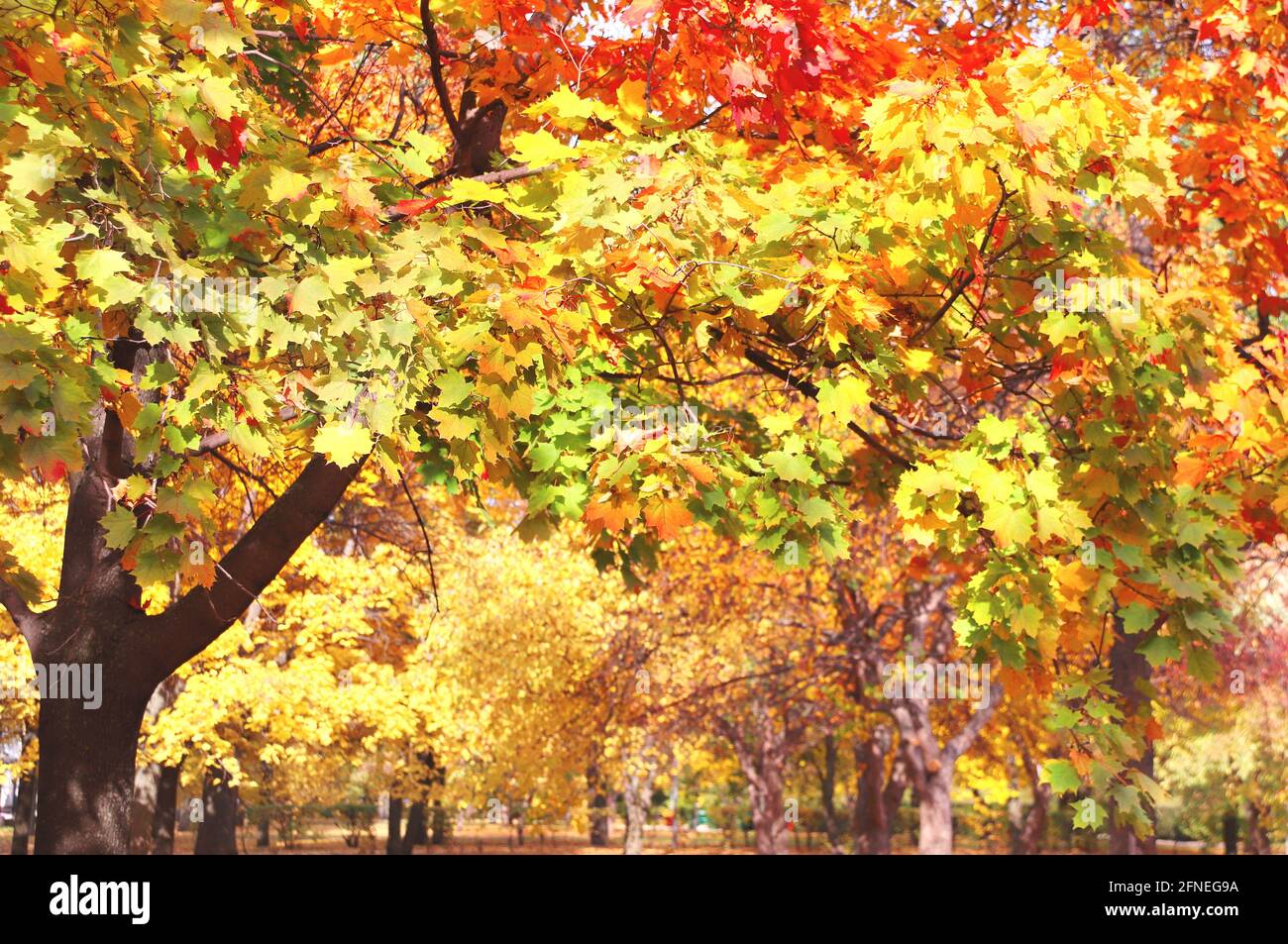 Calm fall season. Beautiful landscape with maple trees in autumn park. Maples trees with green ...