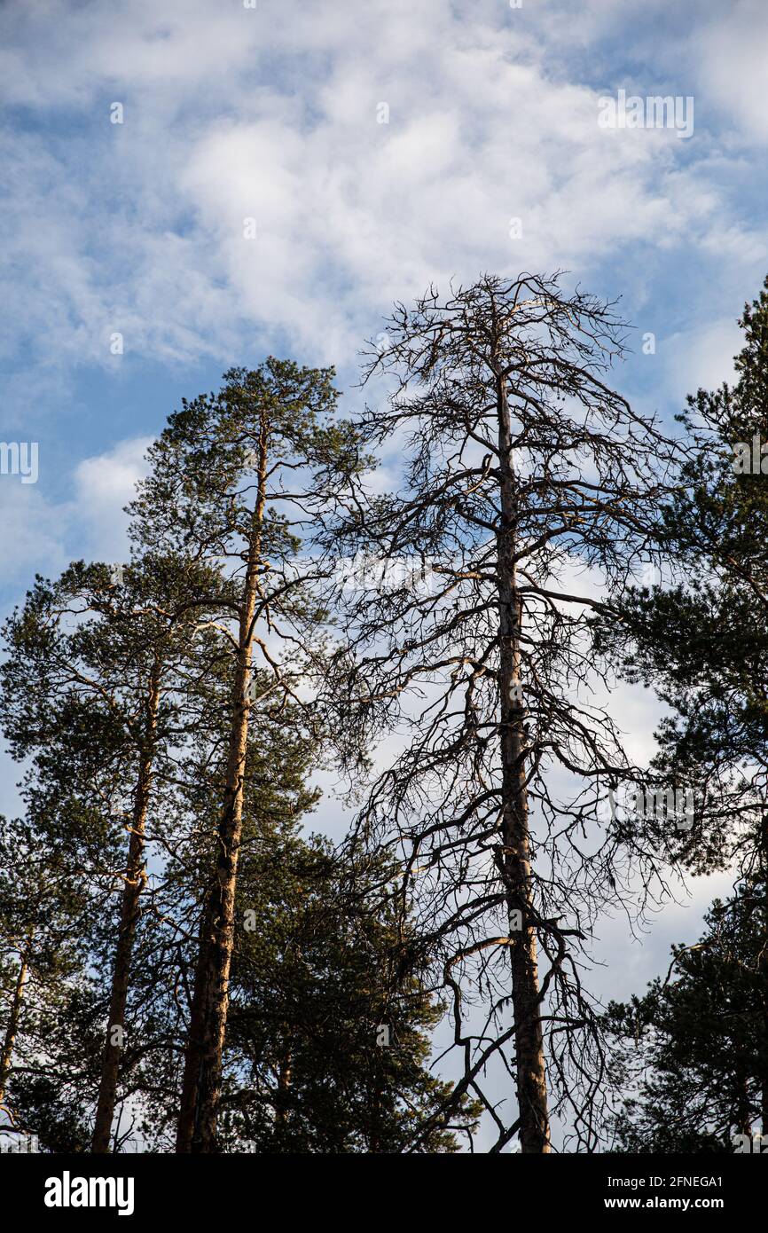 Hossa National Park, Finland Stock Photo - Alamy