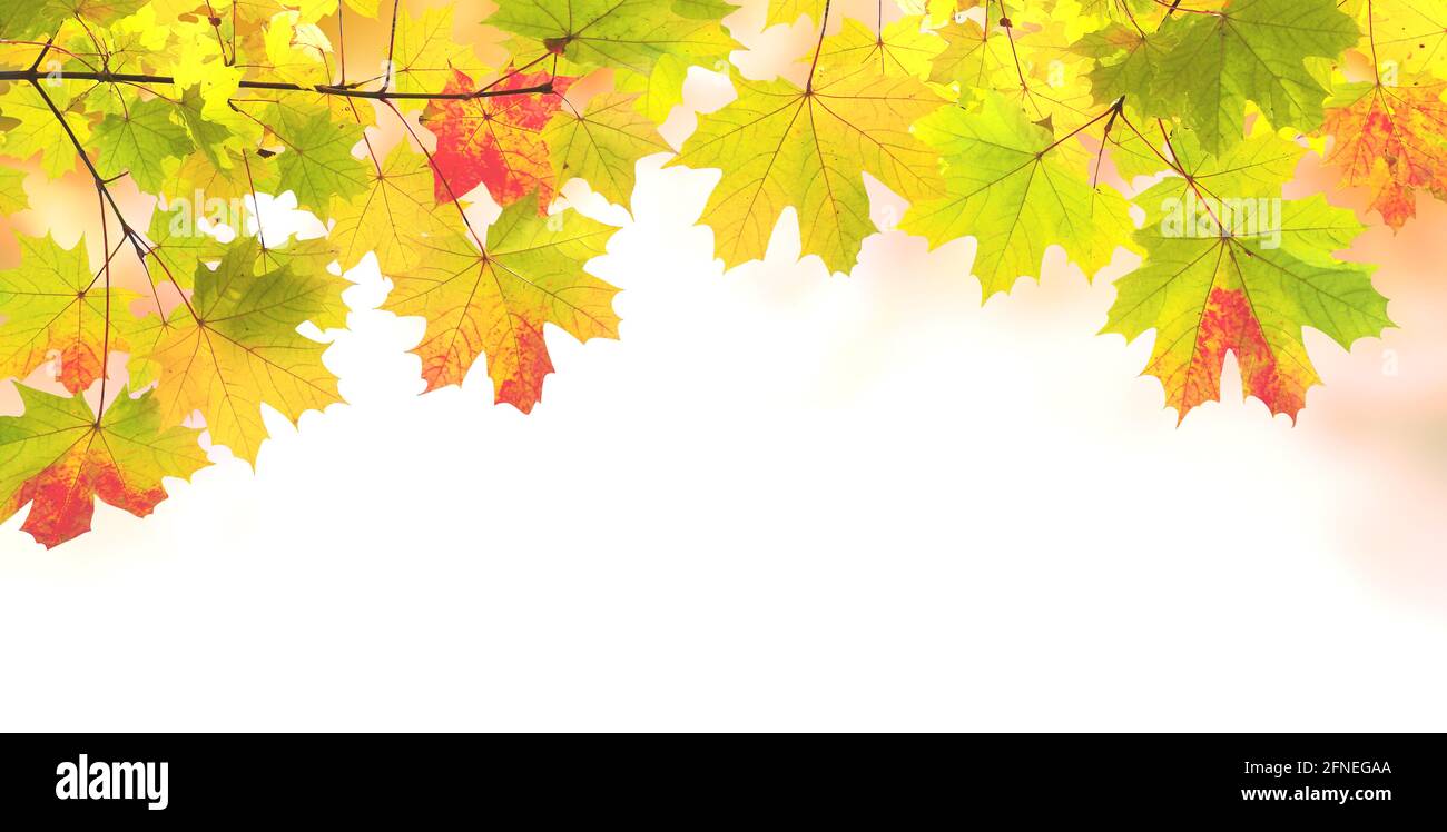 Calm fall season. Maple leaves on sunny beautiful nature autumn ...