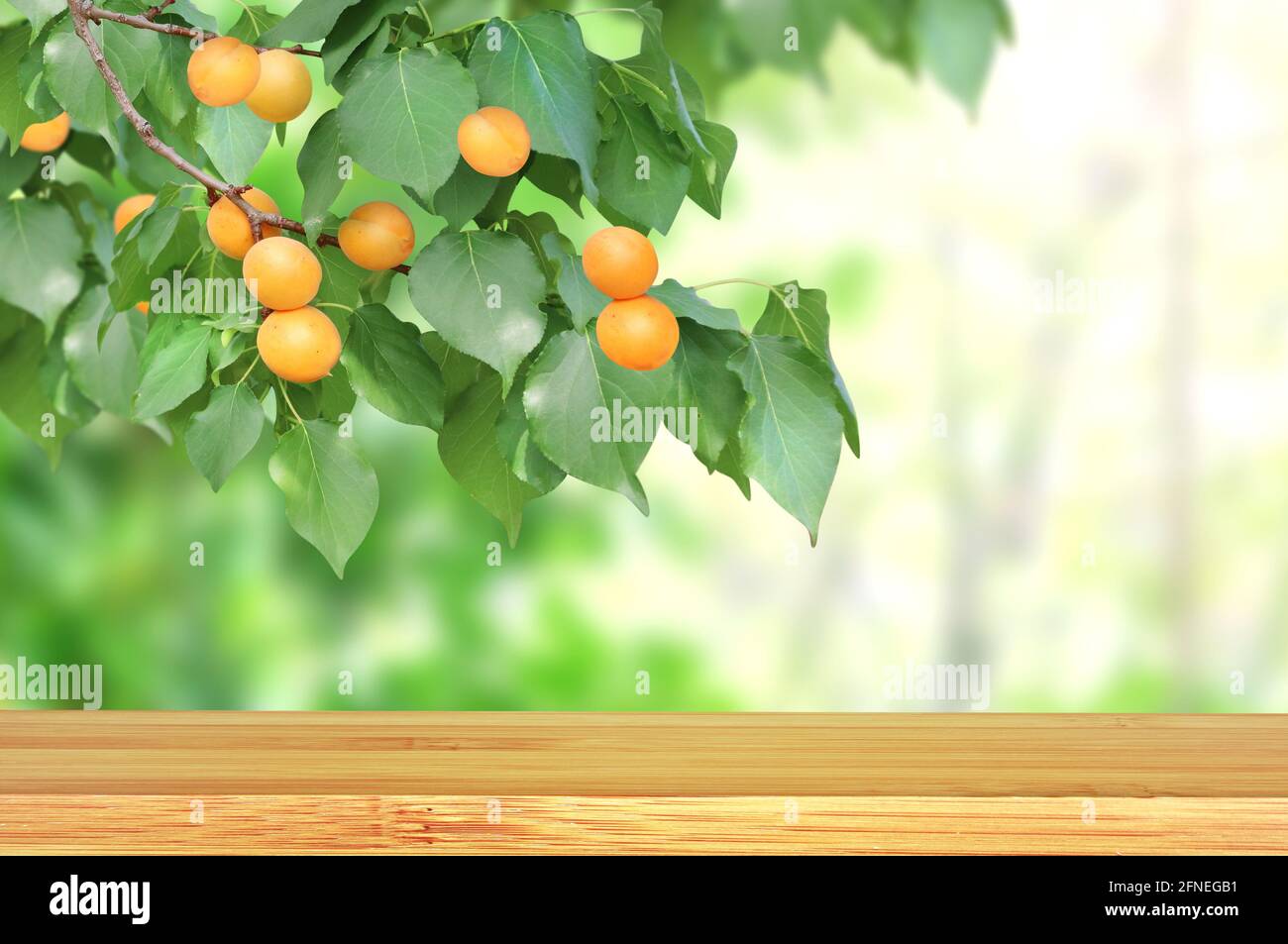Horizontal banner with Apricot tree branch with ripe fruits and empty ...