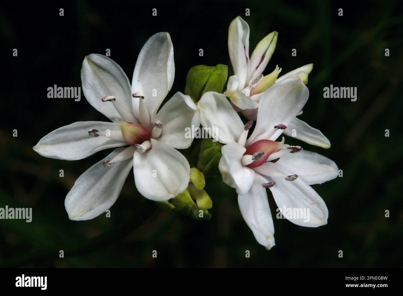 Victorian wildflowers hi-res stock photography and images - Alamy