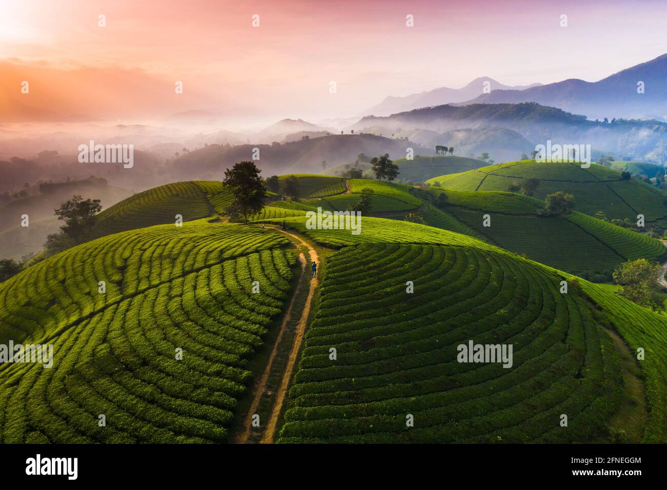 Long coc tea hill hi-res stock photography and images - Alamy