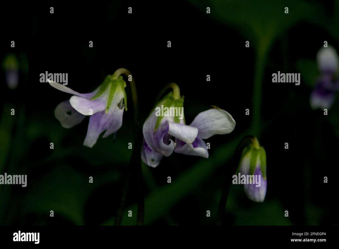 Australian violets hi-res stock photography and images - Alamy