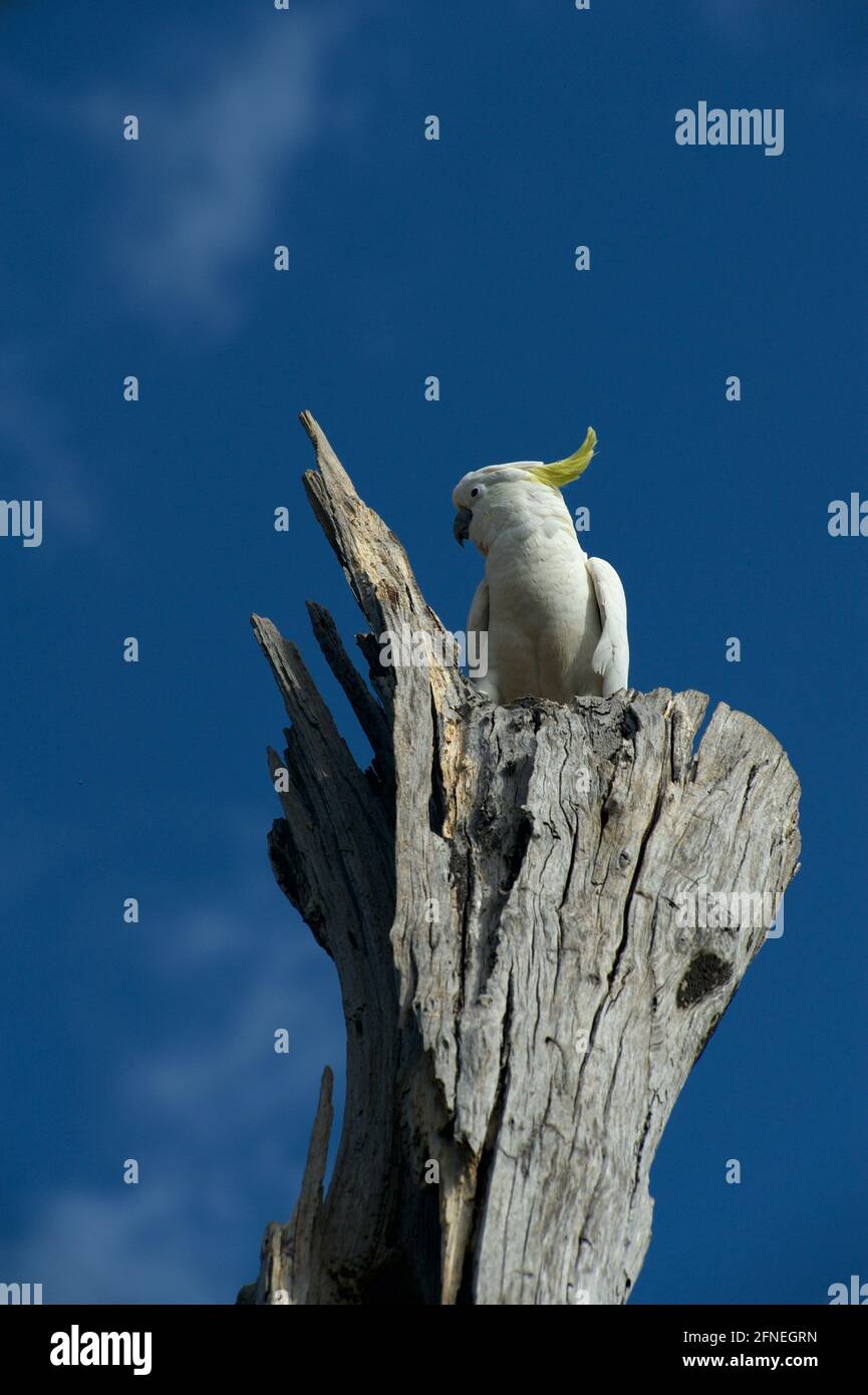Look at my yellow crest! A small clue that this is a Sulphur Crested ...