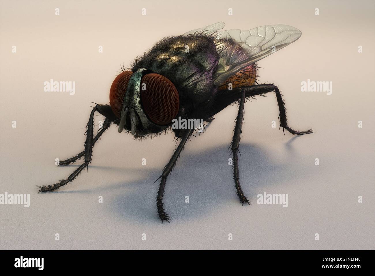 Artistic 3D illustration of a housefly Stock Photo - Alamy