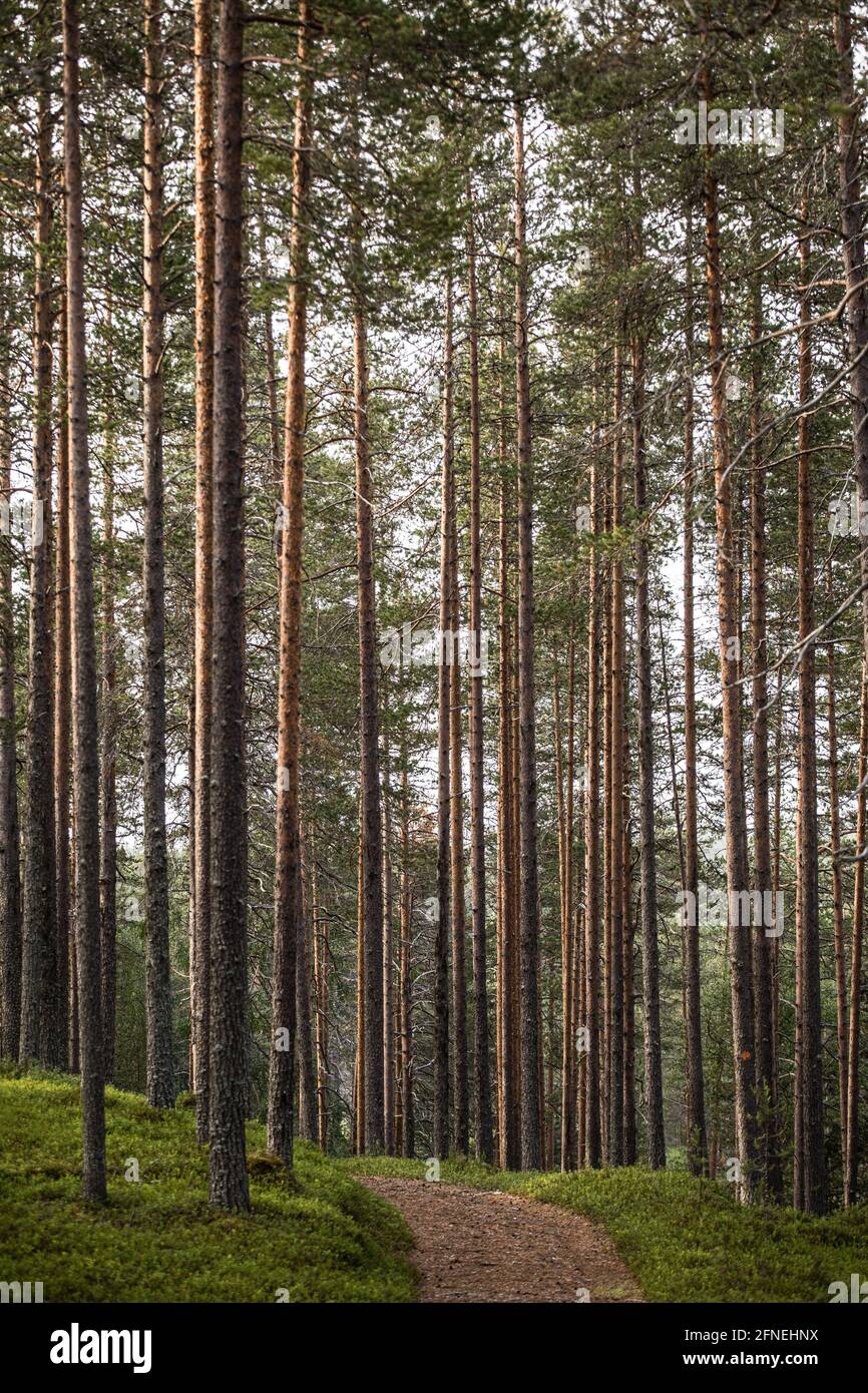 Hossa National Park, Finland Stock Photo - Alamy