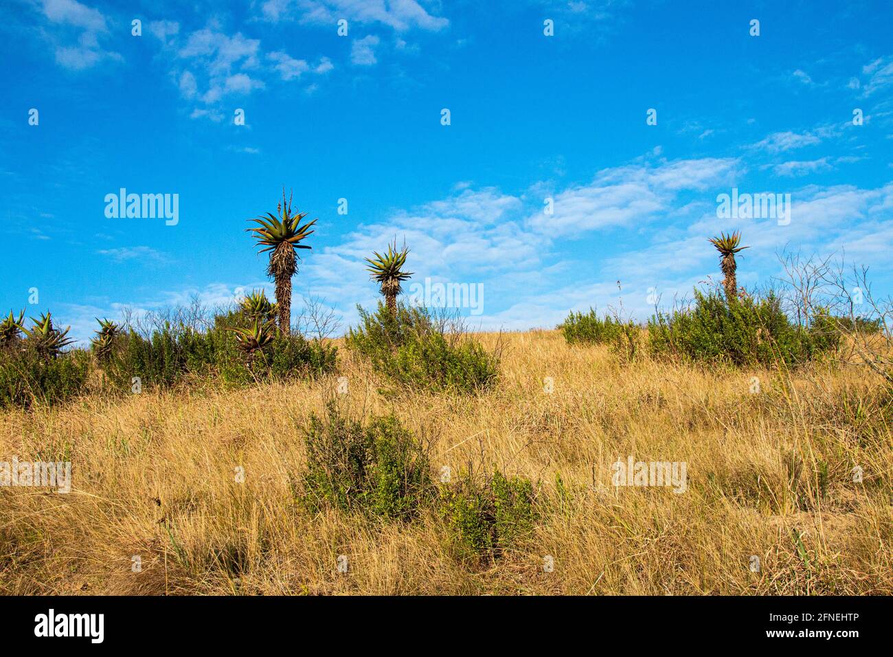 Tall aloe plants growing in wild south african bush Stock Photo - Alamy