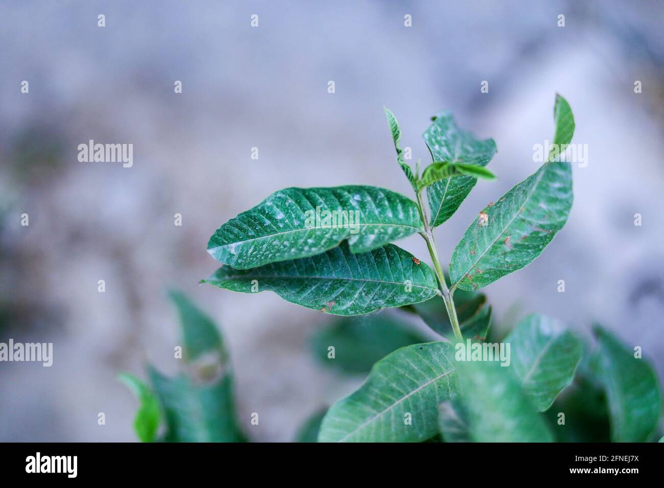 Tree guava hi-res stock photography and images - Alamy