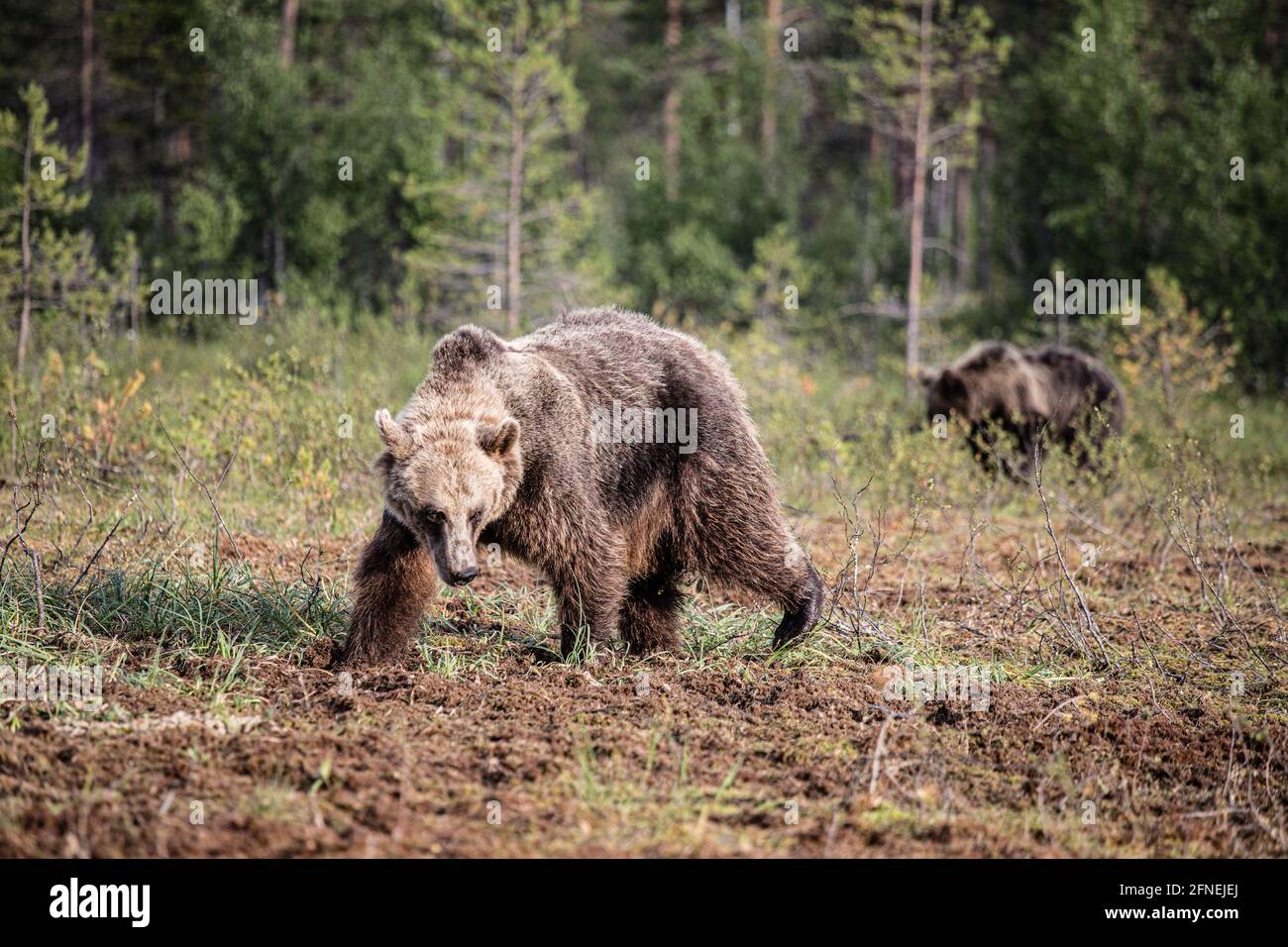 Hossa National Park, Finland Stock Photo - Alamy