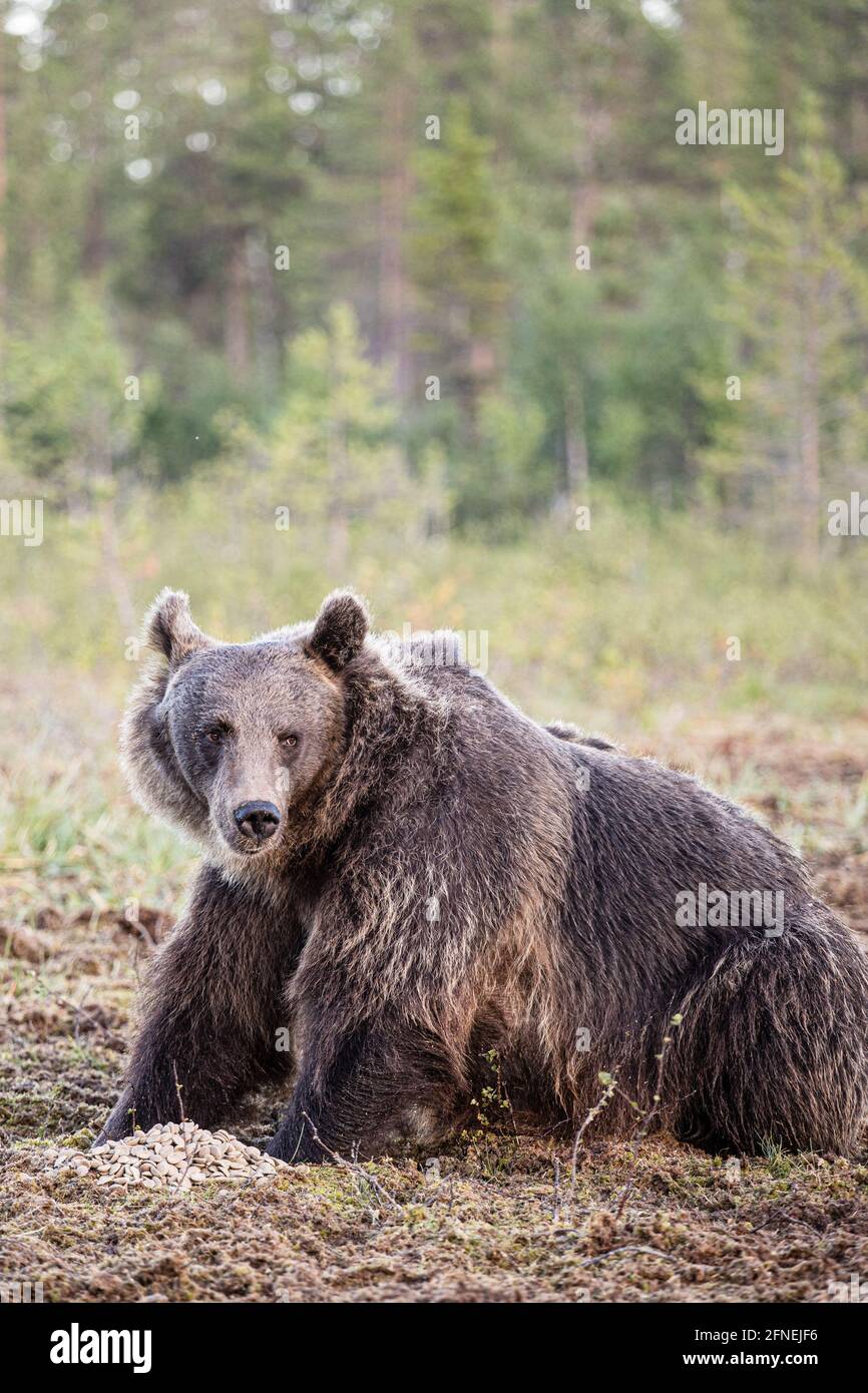 Hossa National Park, Finland Stock Photo - Alamy