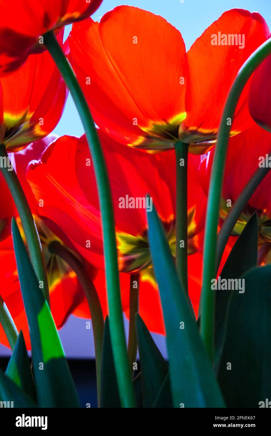 Red tulip flowers in the garden. Beautiful tulips during the flowering ...
