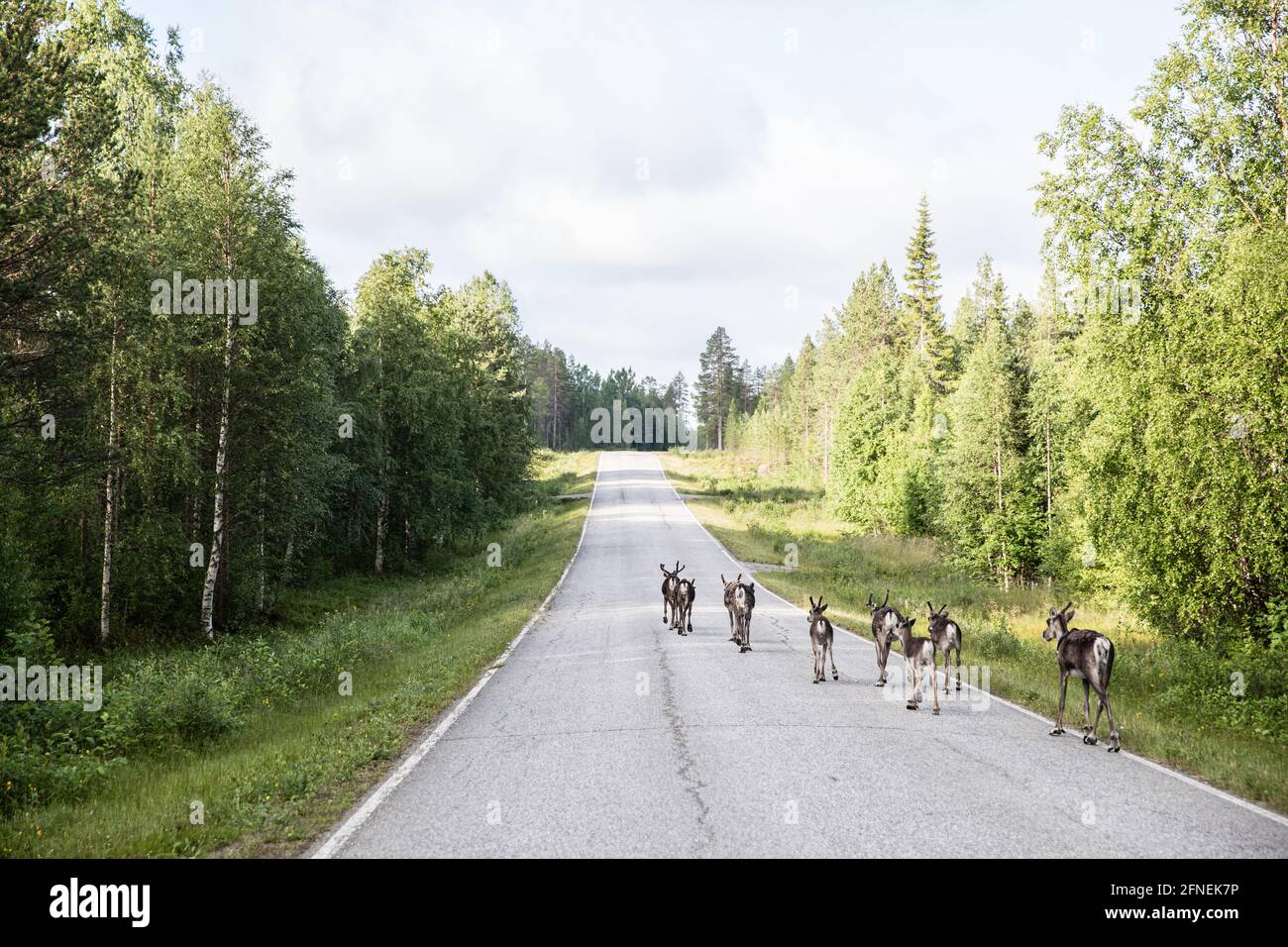 Hossa National Park, Finland Stock Photo - Alamy