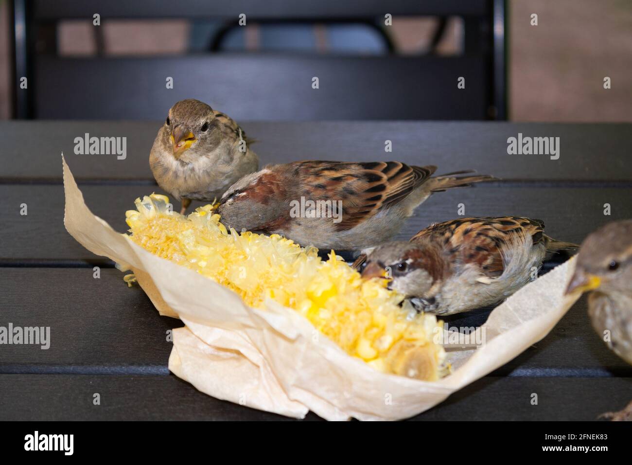 Funny little sparrows hi-res stock photography and images - Alamy