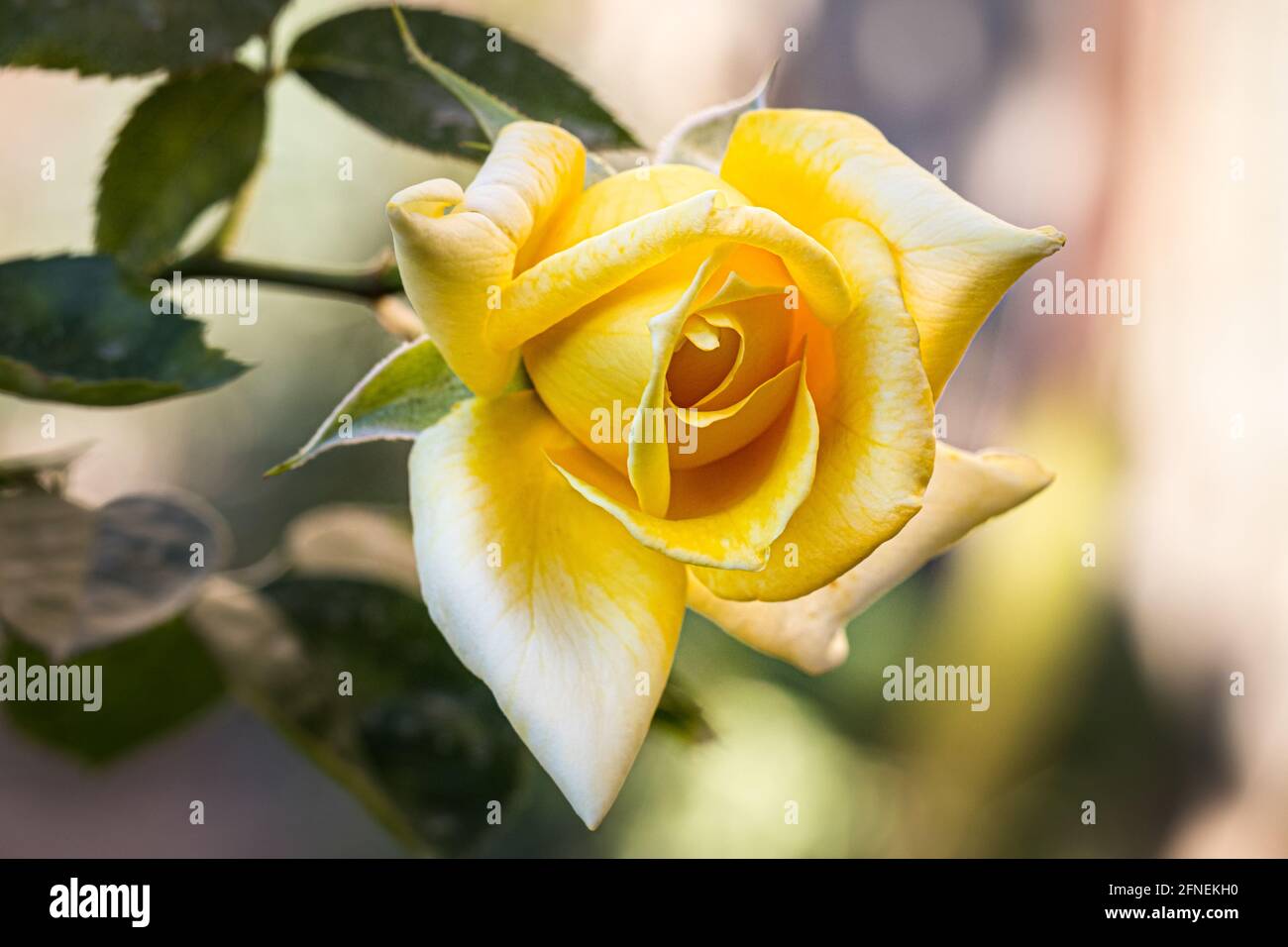 Closeup shot of a blooming yellow rose Stock Photo - Alamy