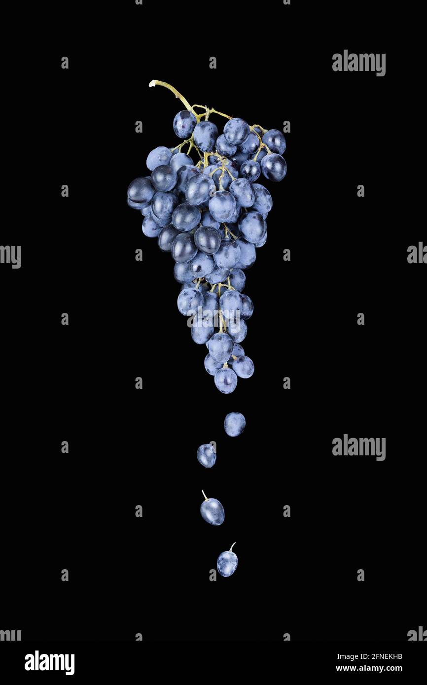 Bunch of grapes levitating on black background and grapes falling down ...