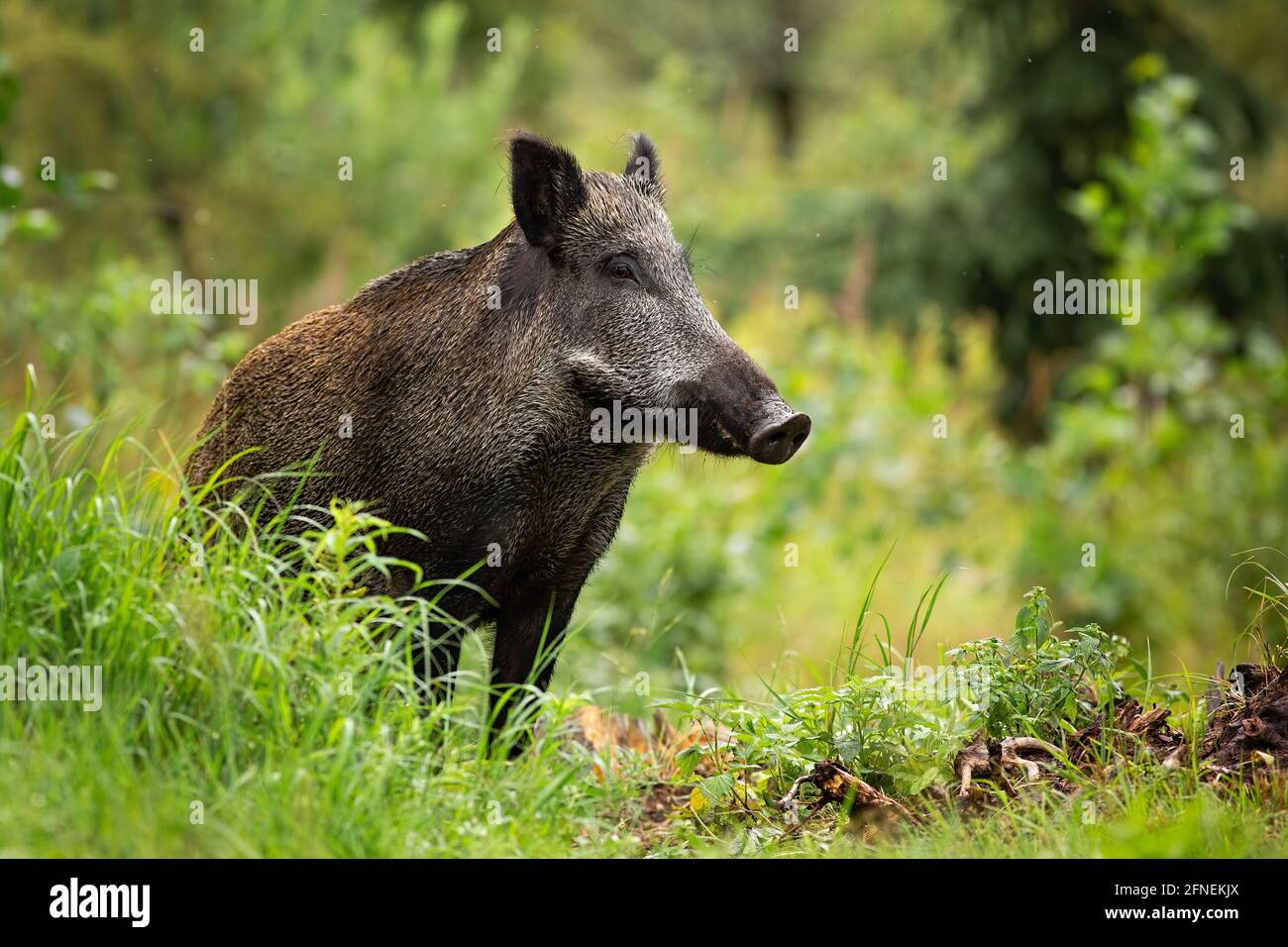 Adult wild boar with wet fur standing alone in the green forest Stock ...