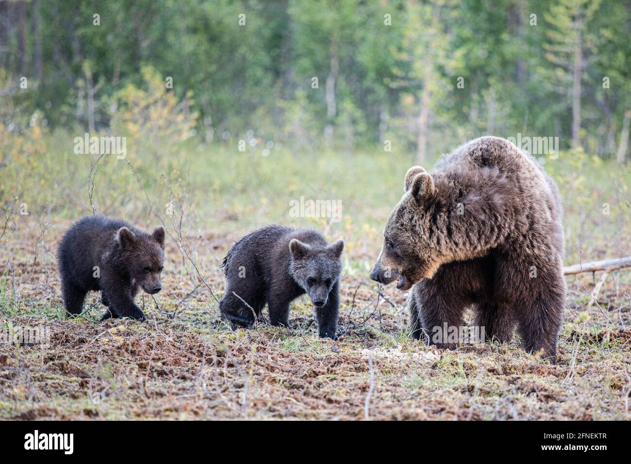 Hossa National Park, Finland Stock Photo - Alamy