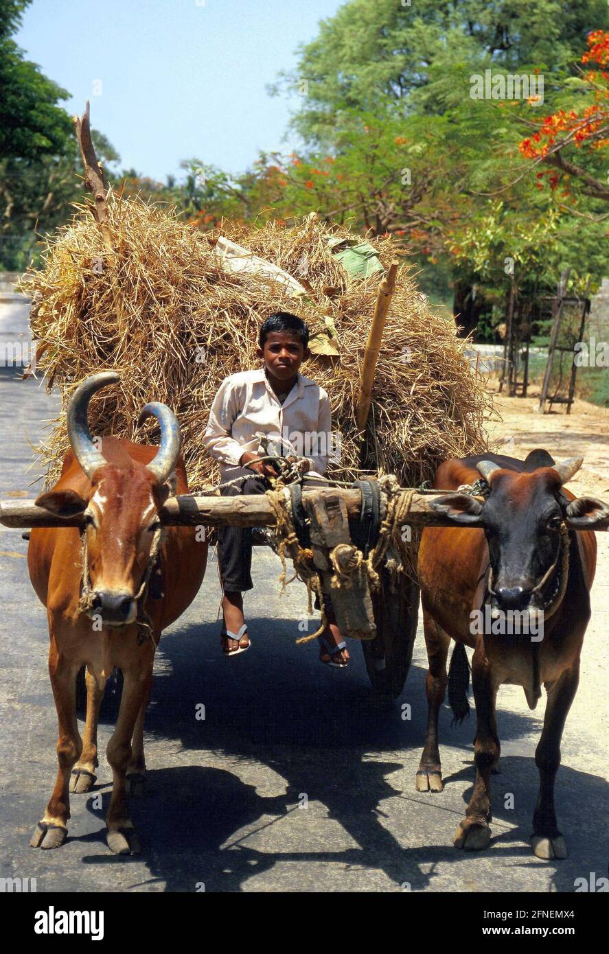 Oxen are still the most important farm animal for farmers in rural ...