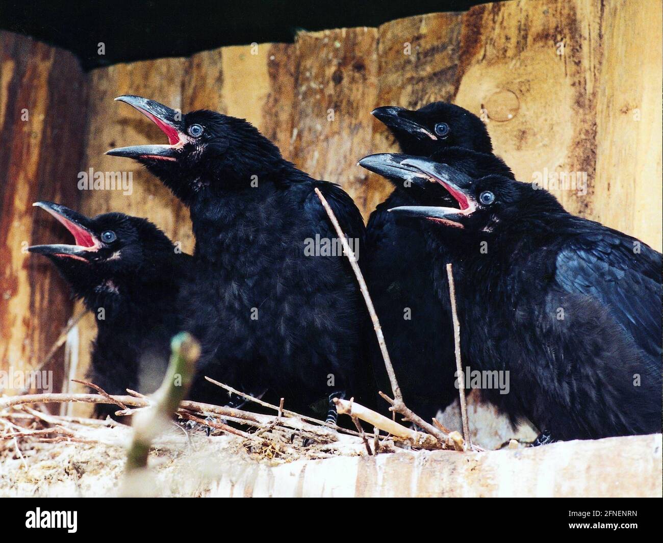 Germanic tribes hi-res stock photography and images - Alamy