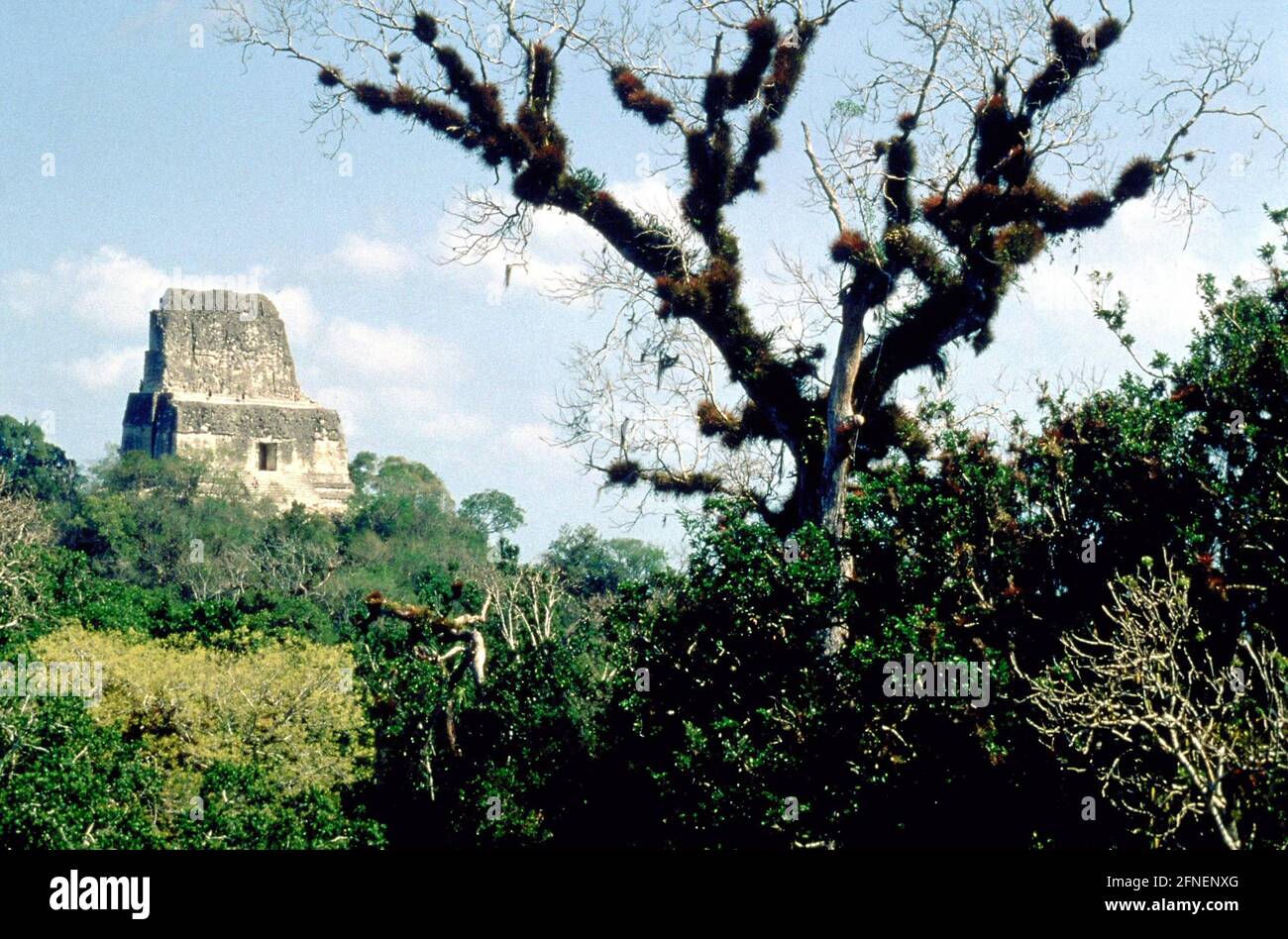 Ruins of the Mayan pyramids of Tikal [automated translation] Stock ...