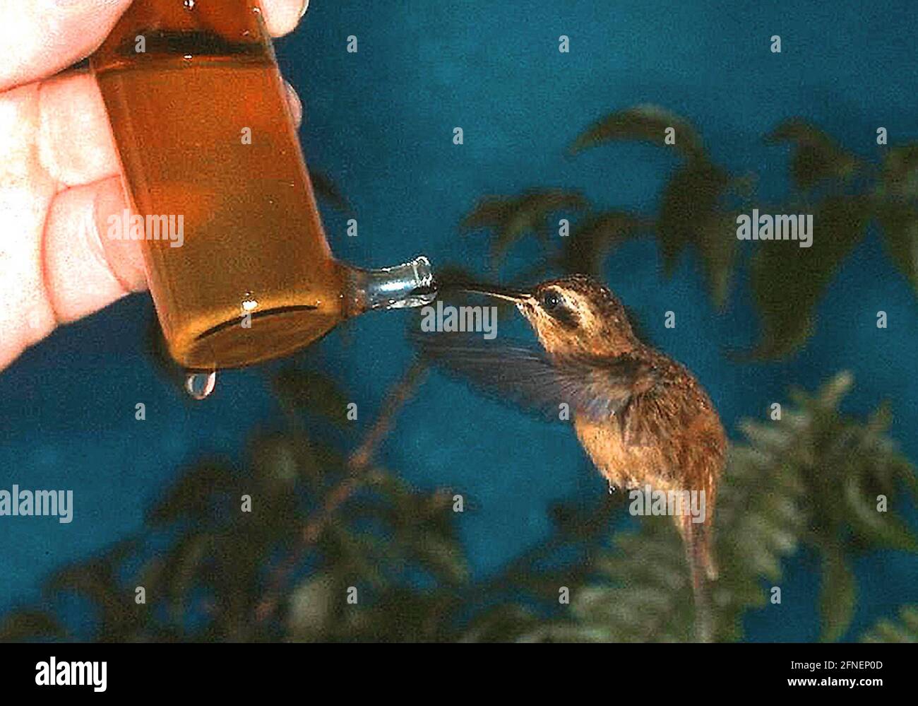 Hummingbird eating insects hi-res stock photography and images - Alamy