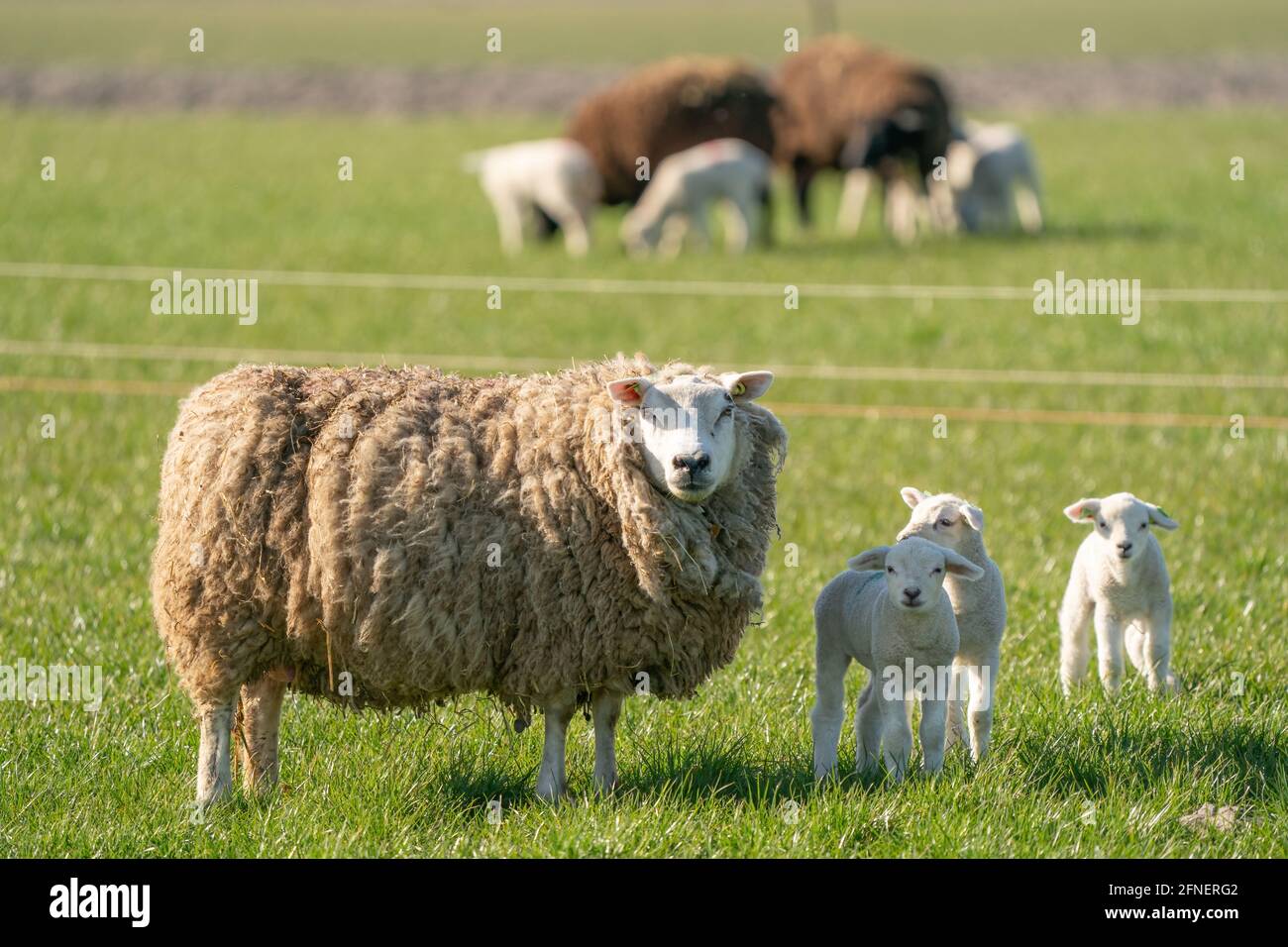 Triplet baby animals hi-res stock photography and images - Alamy