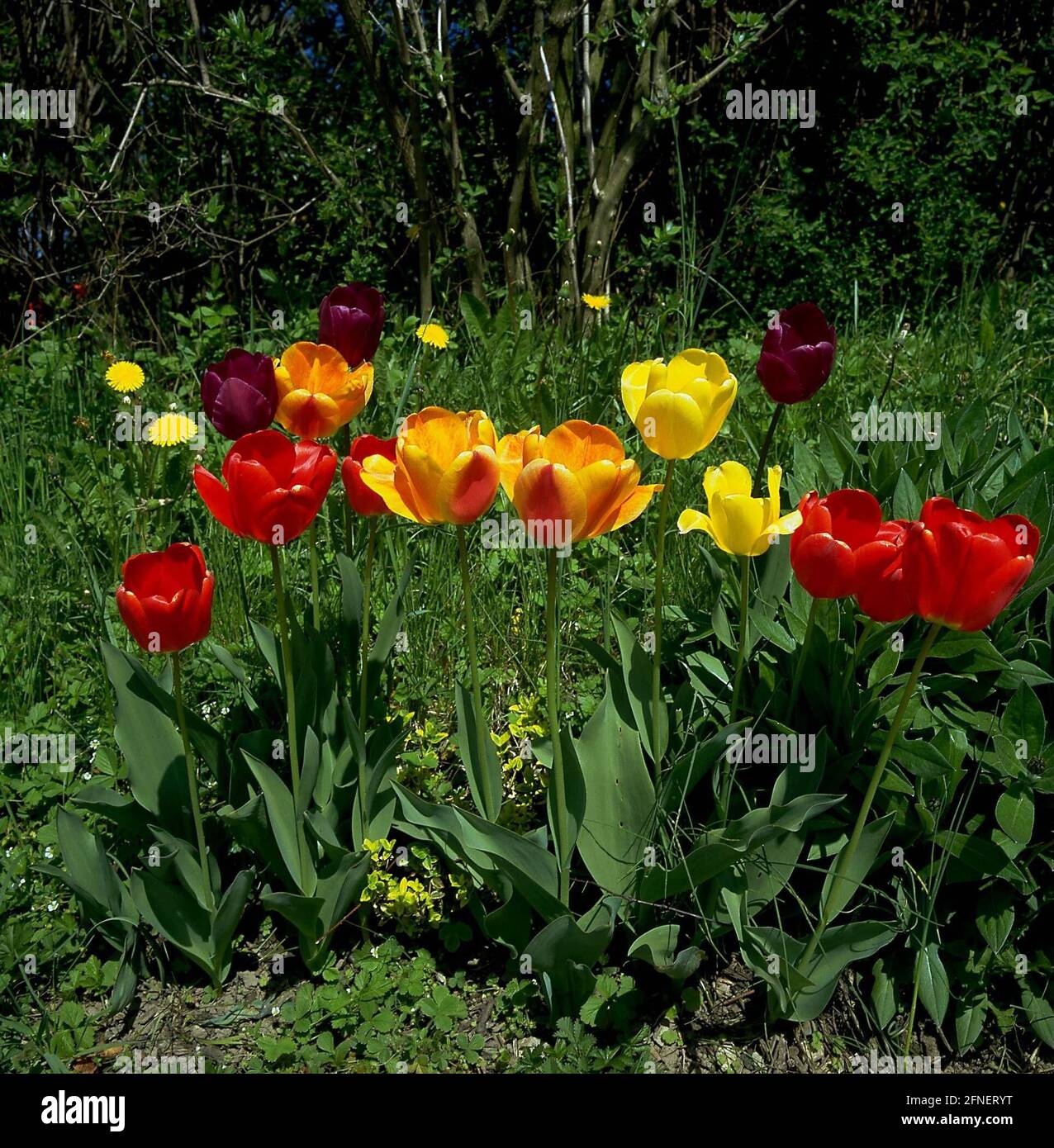 Colorful tulips in a meadow in spring. [automated translation] Stock ...