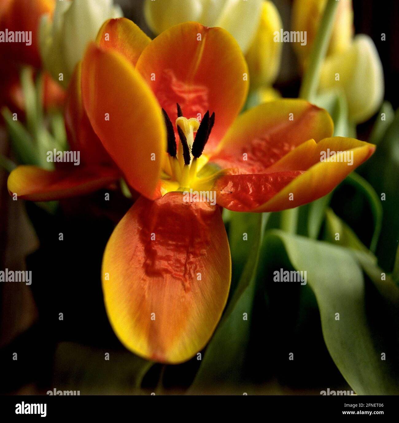 Flowering tulip. [automated translation] Stock Photo - Alamy