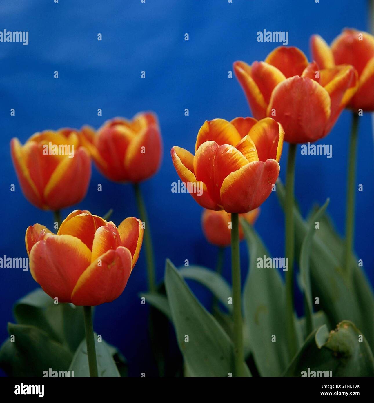Red-orange tulips. [automated translation] Stock Photo - Alamy