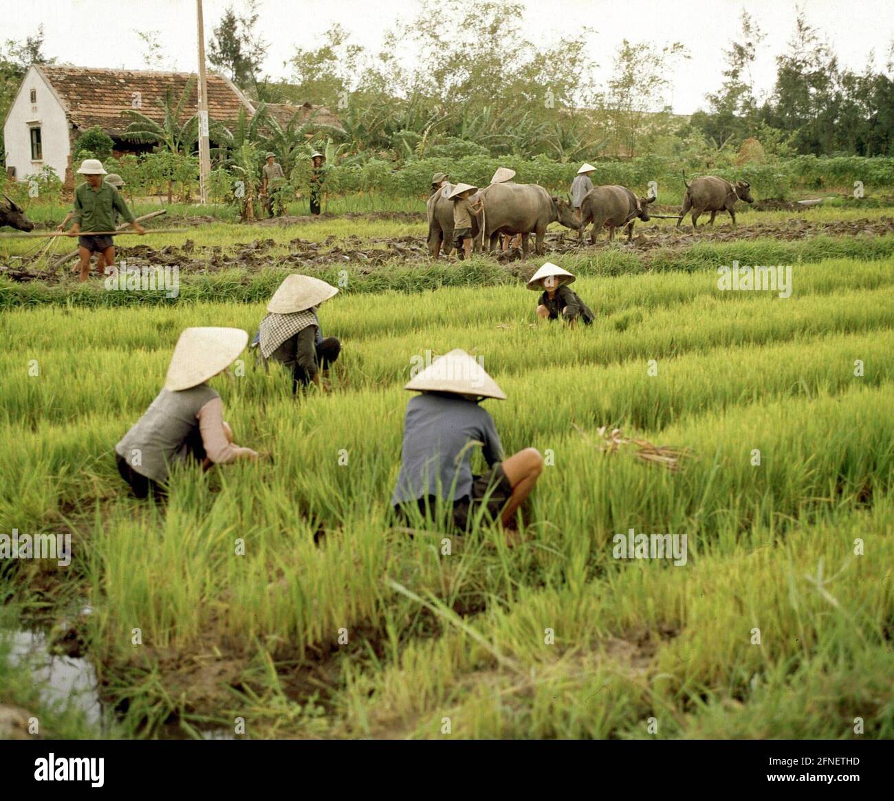 Women workers in a rice field in the Mekong Delta, South Vietnam ...