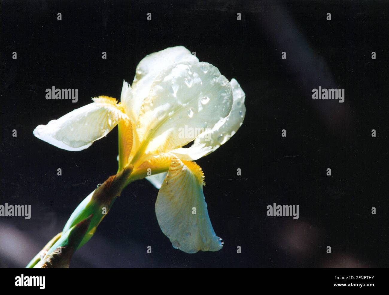 Flower of an iris. [automated translation] Stock Photo - Alamy