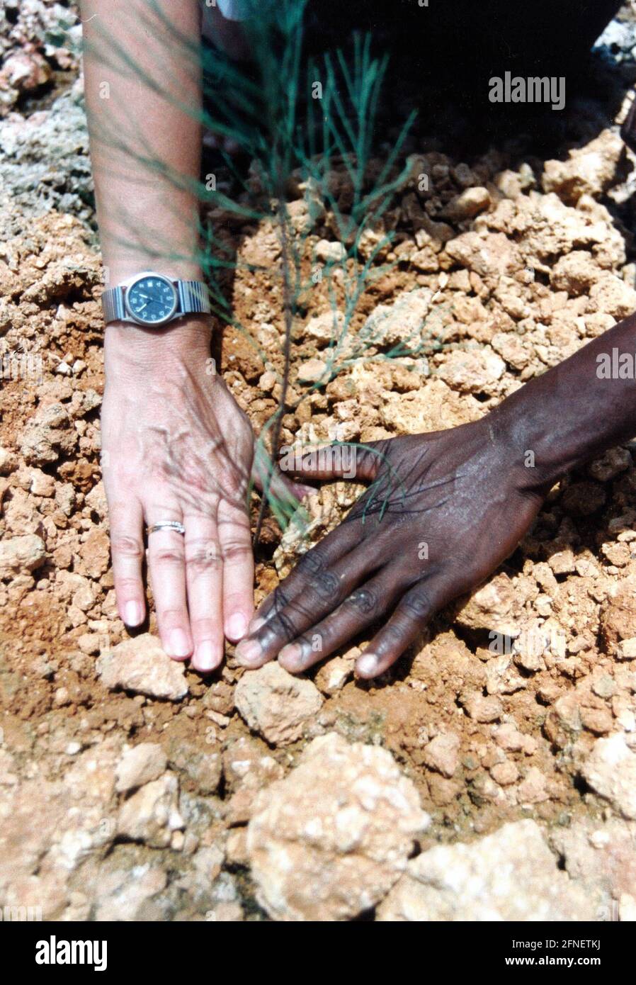 As part of development aid, trees are planted in Africa. [automated ...