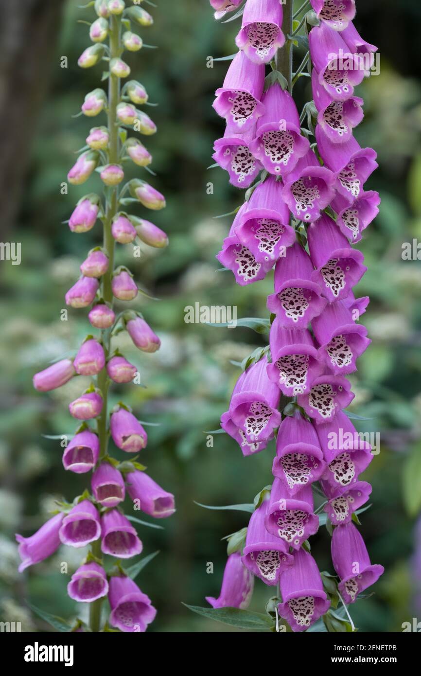 Purple spots hi-res stock photography and images - Alamy