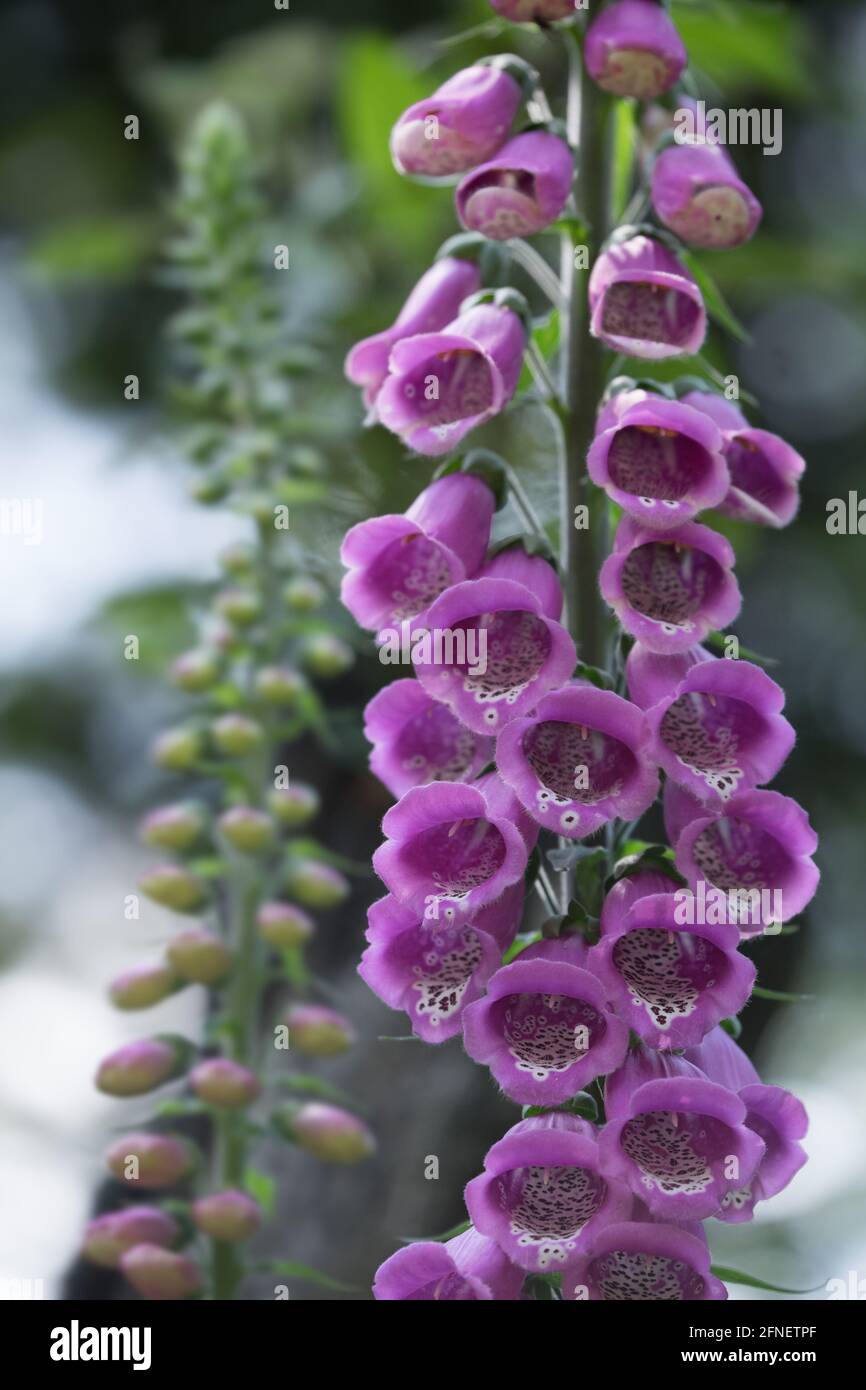 Purple spots hi-res stock photography and images - Alamy