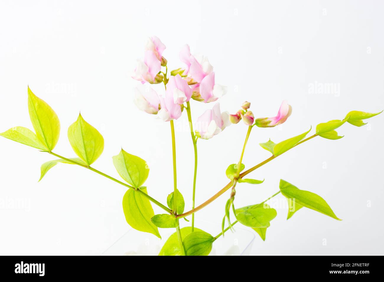 Lathyrus vernus 'Alboroseus' on a white background Stock Photo - Alamy