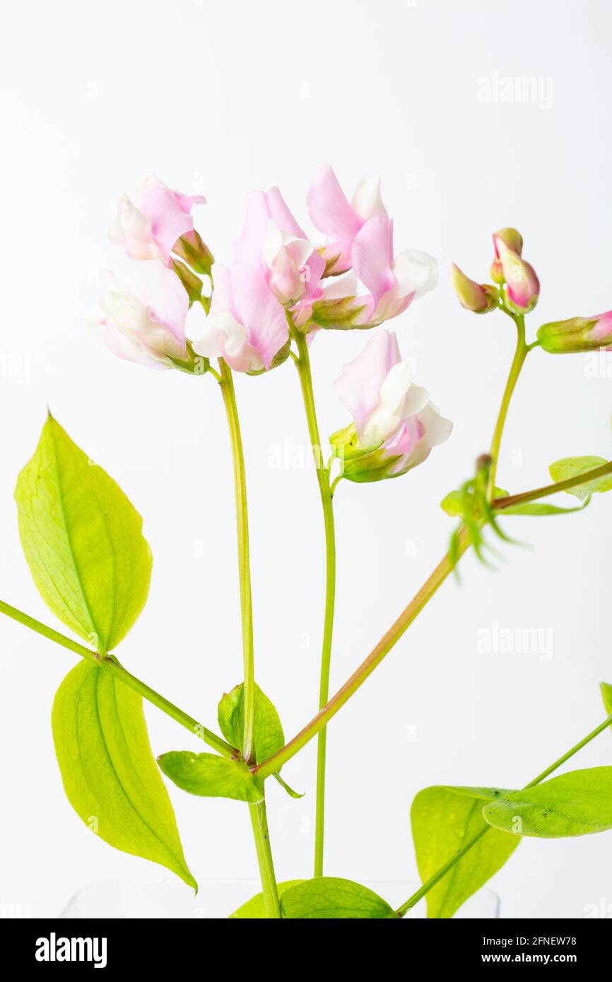 Lathyrus vernus 'Alboroseus' on a white background Stock Photo - Alamy